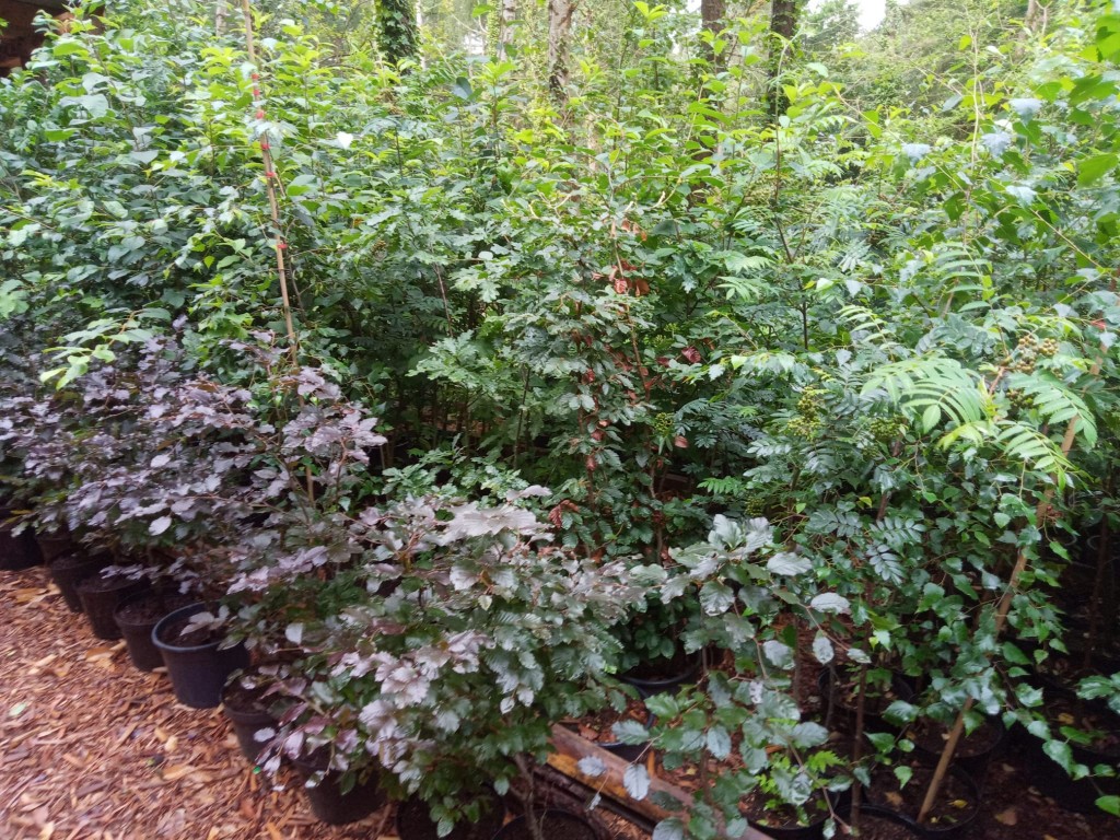 Native Trees in Herefordshire – Warmhill Woodland