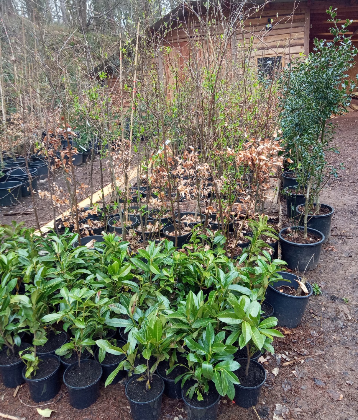 Native Trees in Gloucestershire – Warmhill Woodland